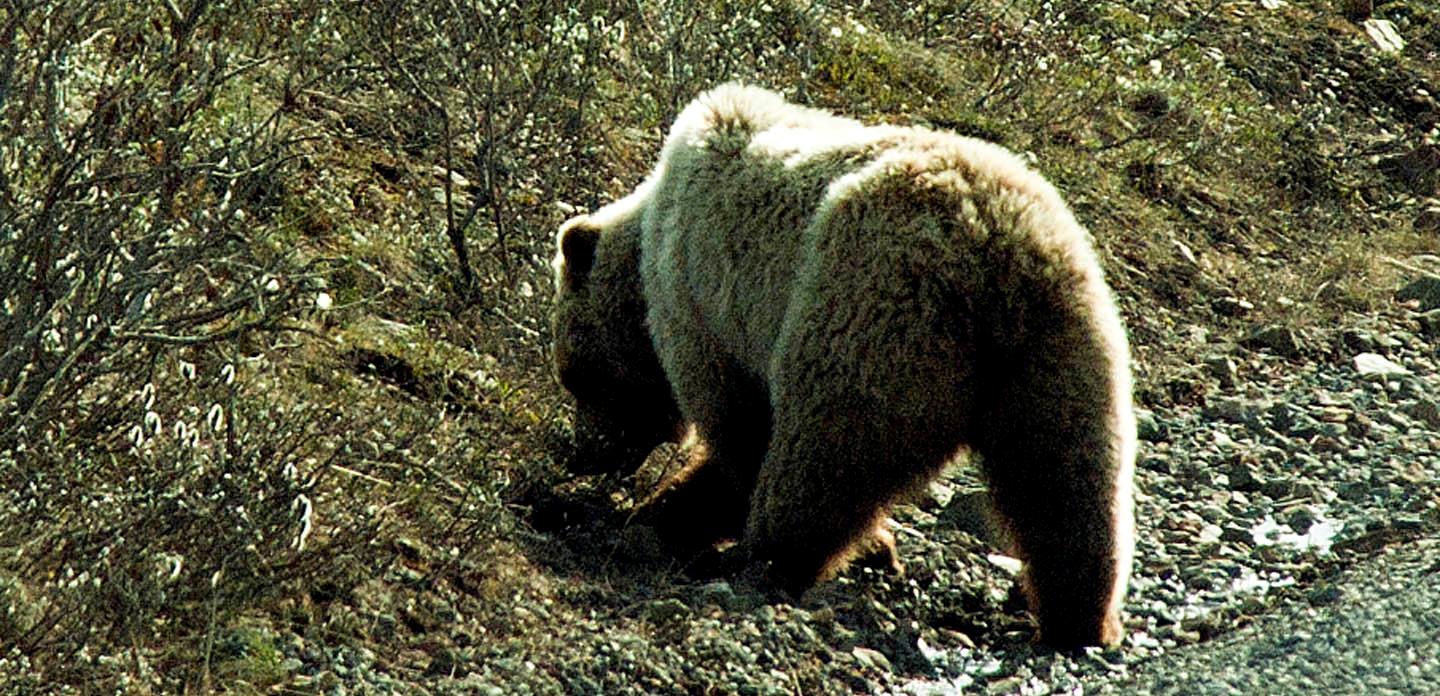 Recinti per tutelare l’orso marsicano - Fuori dal Giro