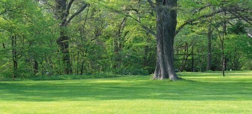 Parco, prato - Fuori dal Giro
